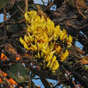 Buy GREENERY NURSERY Rare Exotic Dwarf Yellow Palash/Butea Very Rare ...
