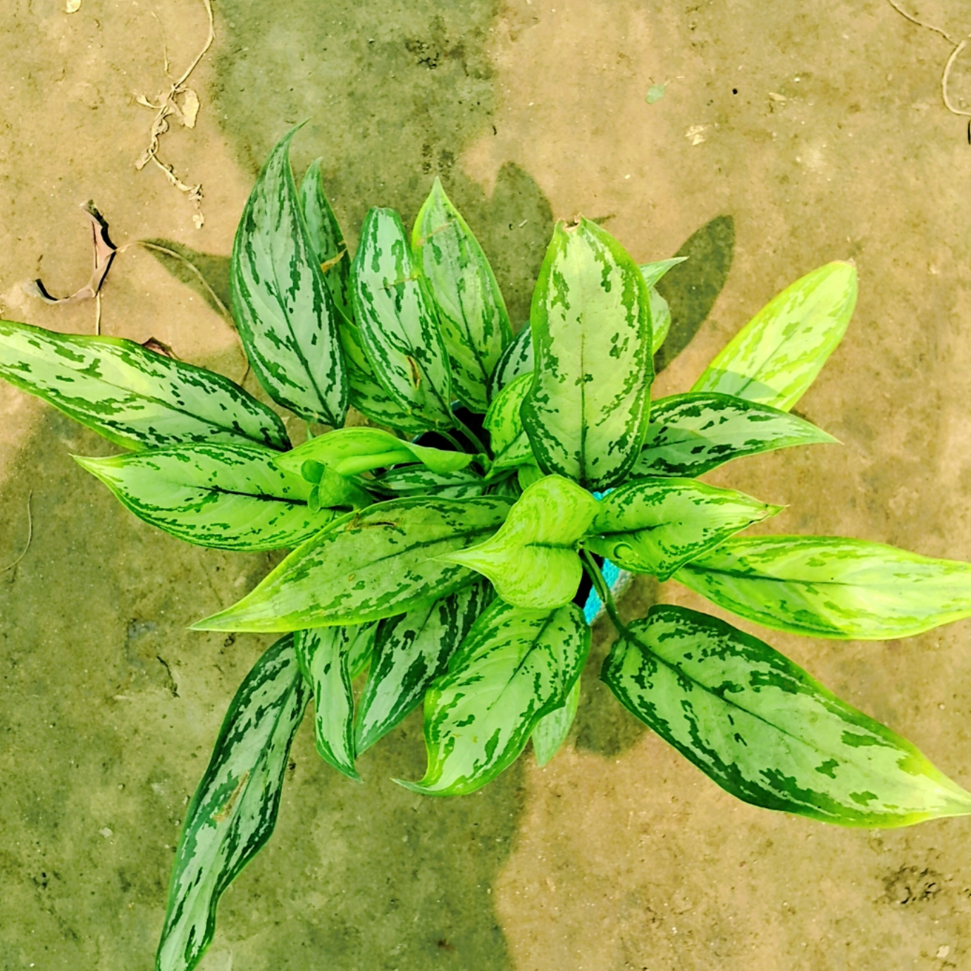 Buy Aglaonema snow white variegated plant in 6 inch pot in Outdoor ...